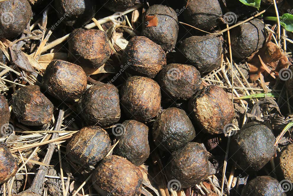 Dry Rabbit Droppings in the Sun Stock Image - Image of fecal, healthy ...