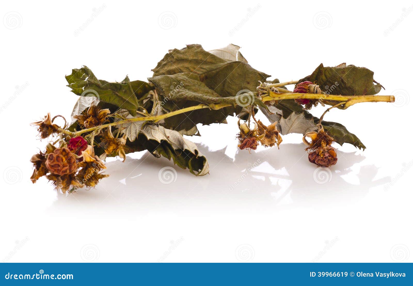 Dry raspberry leaves stock image. Image of dermatology - 39966619