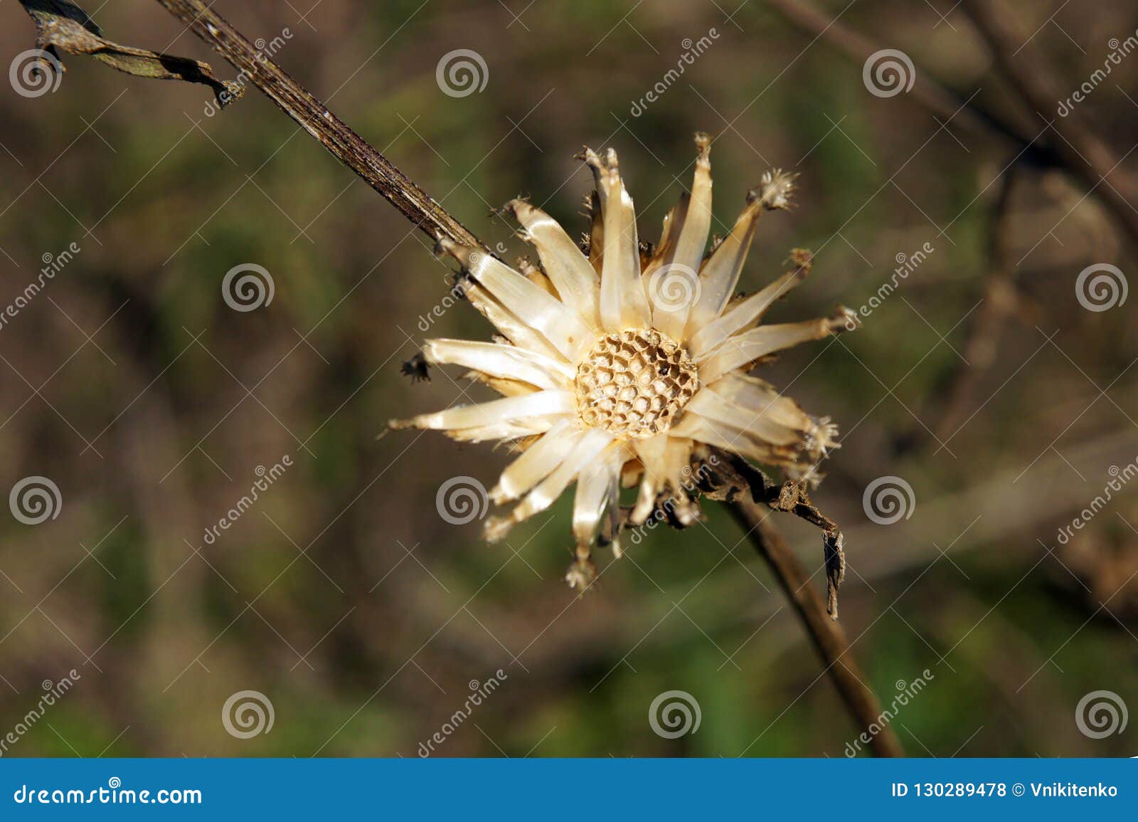 Dry receptacle or torus stock photo. Image of receptacle - 130289478