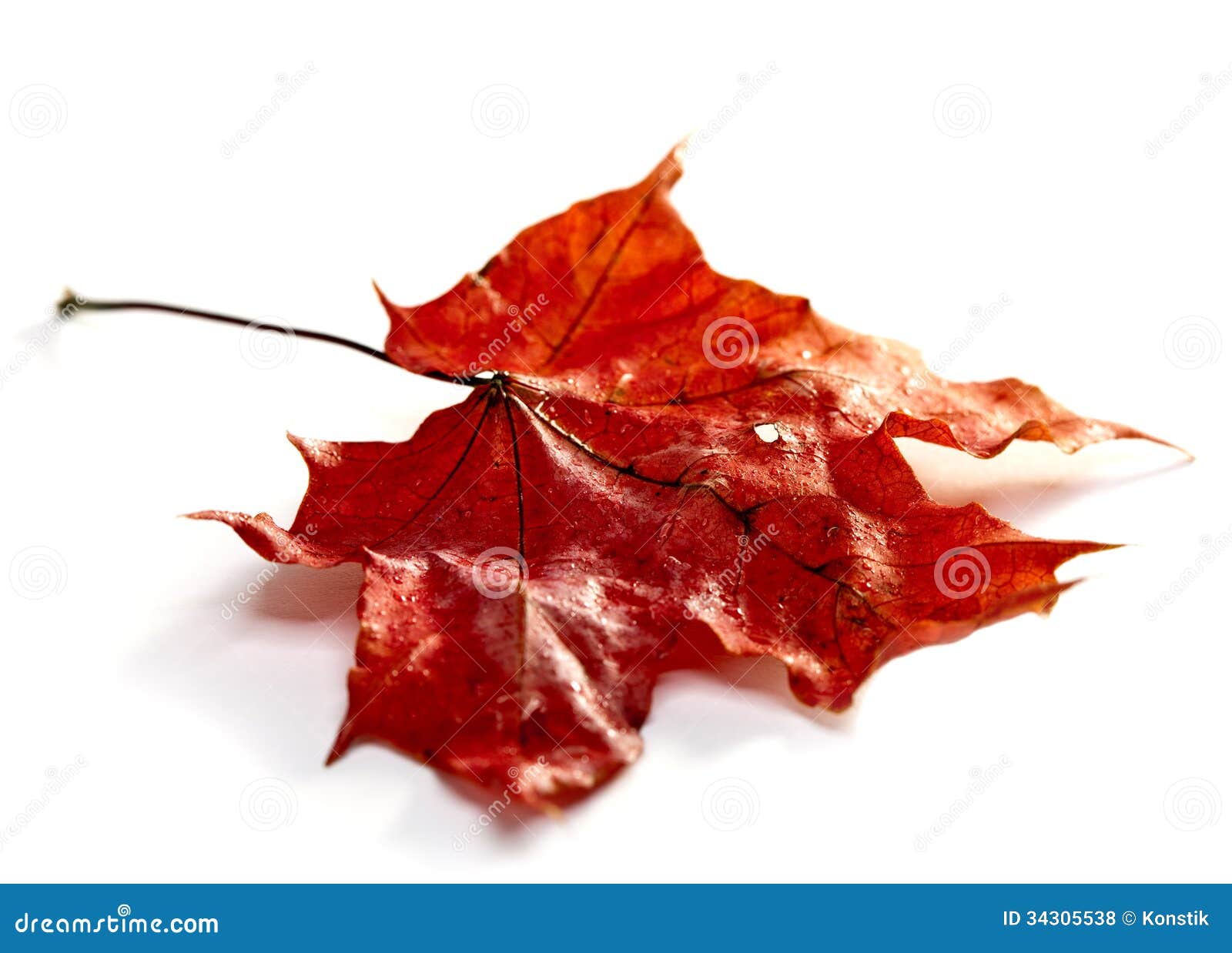 The Dry Red Autumn Fallen Leaf of a Tree Stock Photo - Image of space ...