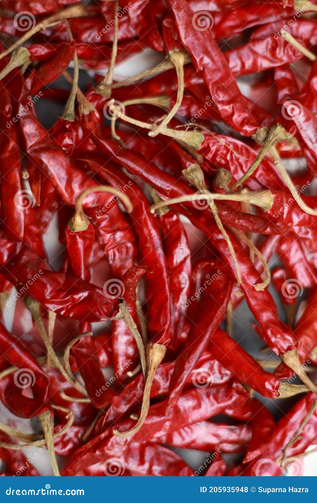 Dry red chilli stock photo. Image of dried, spicey, spice - 205935948