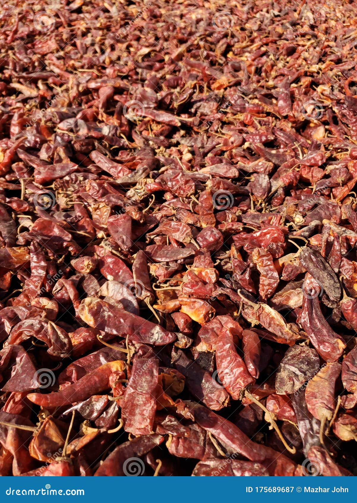 Dry Red Chilli Raw Chillies Stock Image - Image of chillies, chilli ...