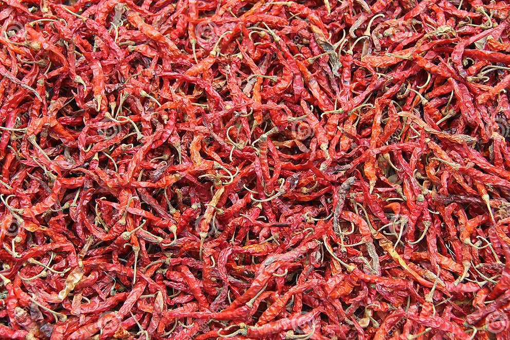 Dry red chilli stock image. Image of fiery, bright, agriculture - 35350413
