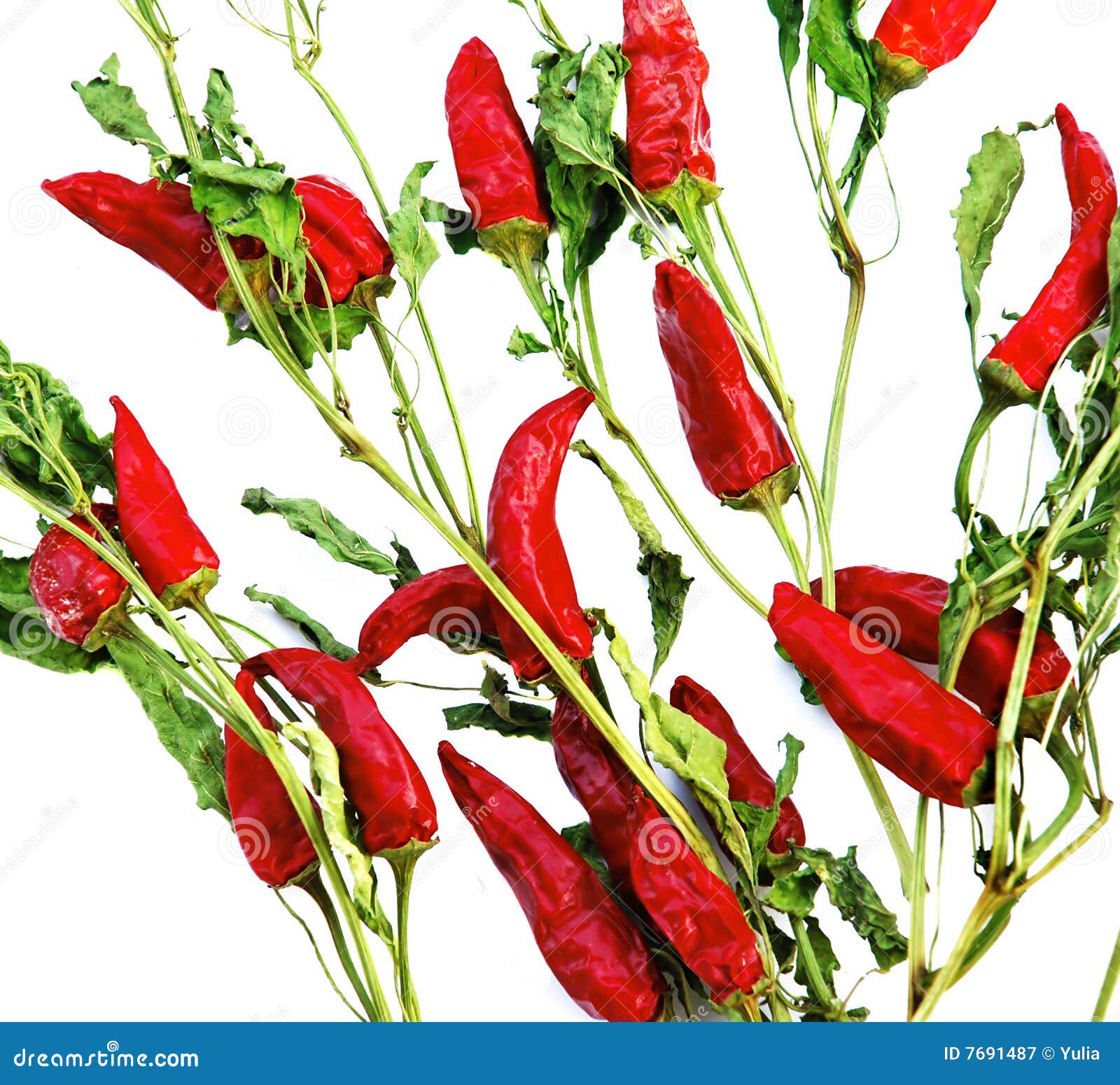 Dry Red Hot Chilly Peppers Backgrounds Stock Image - Image of plant ...