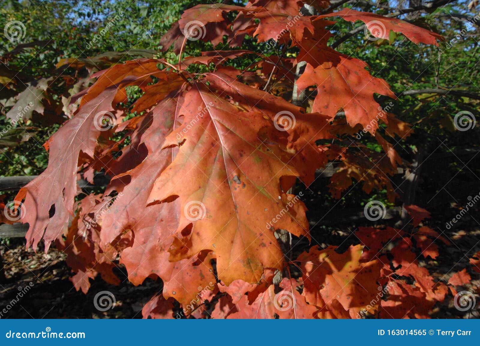 Dry red leaves in fall stock image. Image of autumn - 163014565