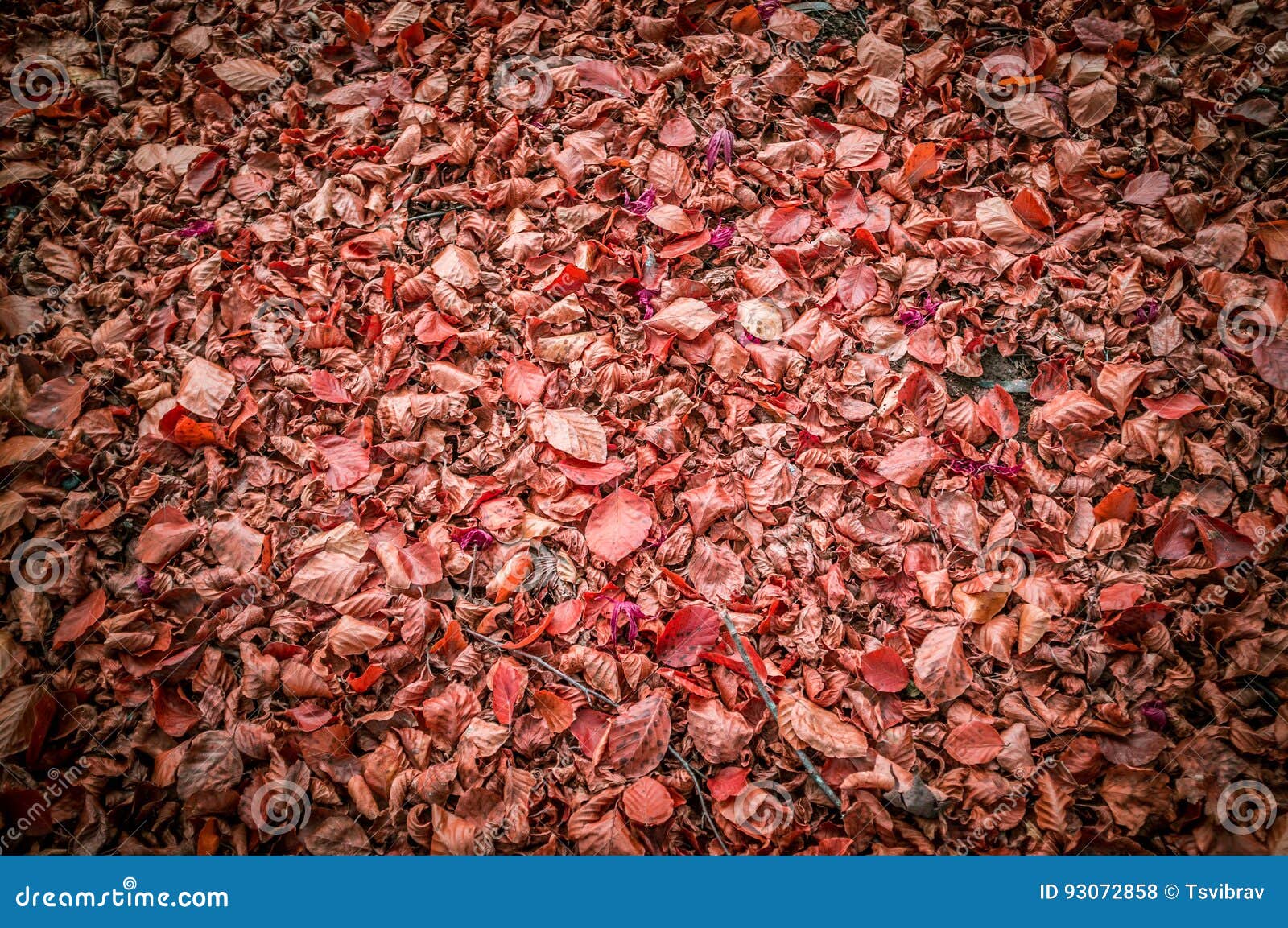 Dry Red Leaves on the Ground. Beautiful Fall Foliage Background. Stock ...