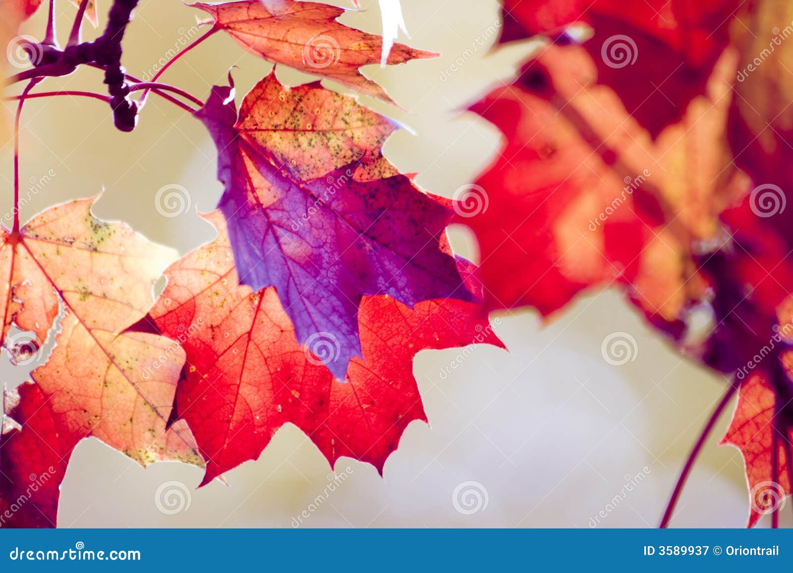 Dry red maple leafs stock image. Image of ecology, fall - 3589937