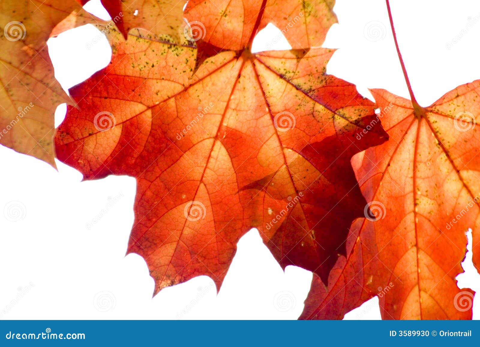 Dry Red Maple Leafs in Autumn Park Stock Photo - Image of colour ...