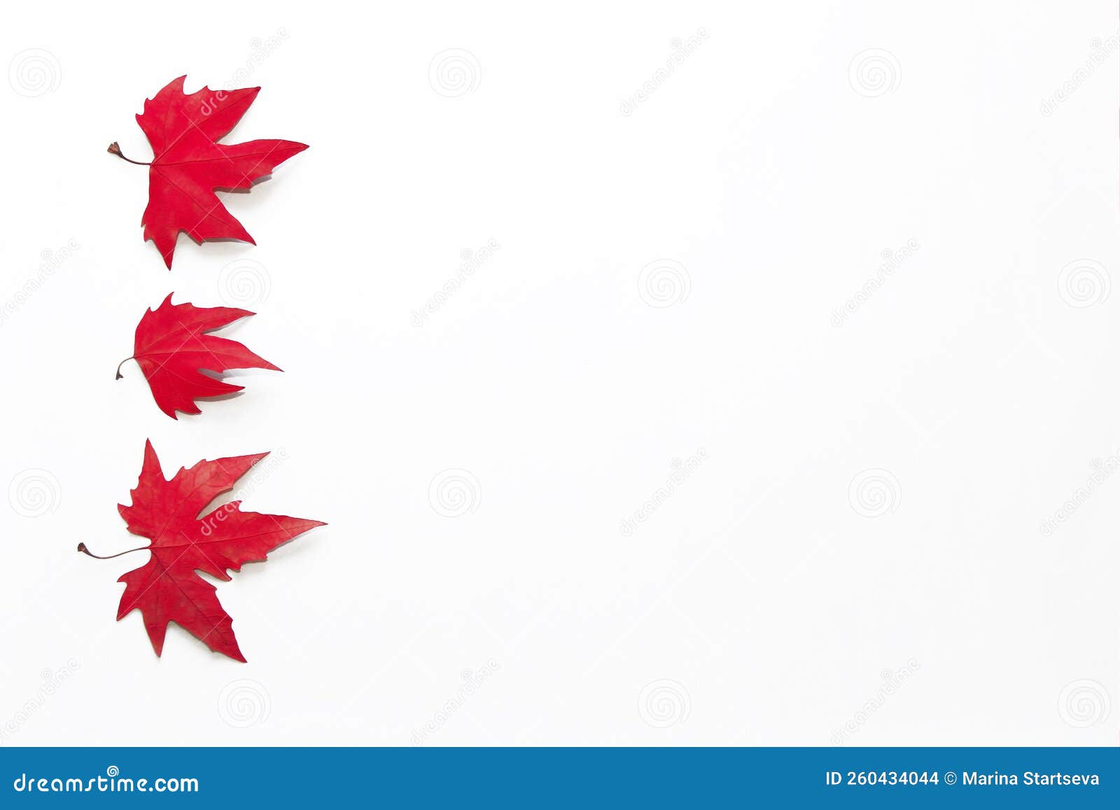 Dry Red Maple Leaves on a White Background, Isolate Stock Photo - Image ...