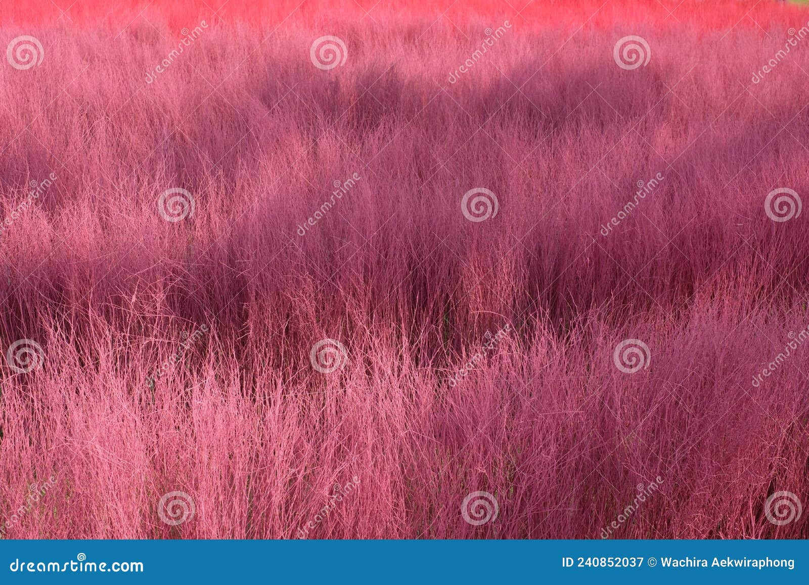 Dry Red Meadow Texture Background Stock Image - Image of beautiful ...