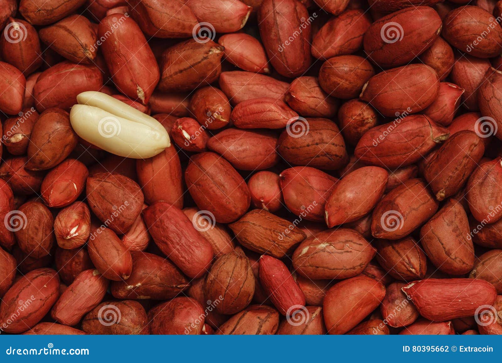 Dry red peanut stock photo. Image of natural, protein - 80395662