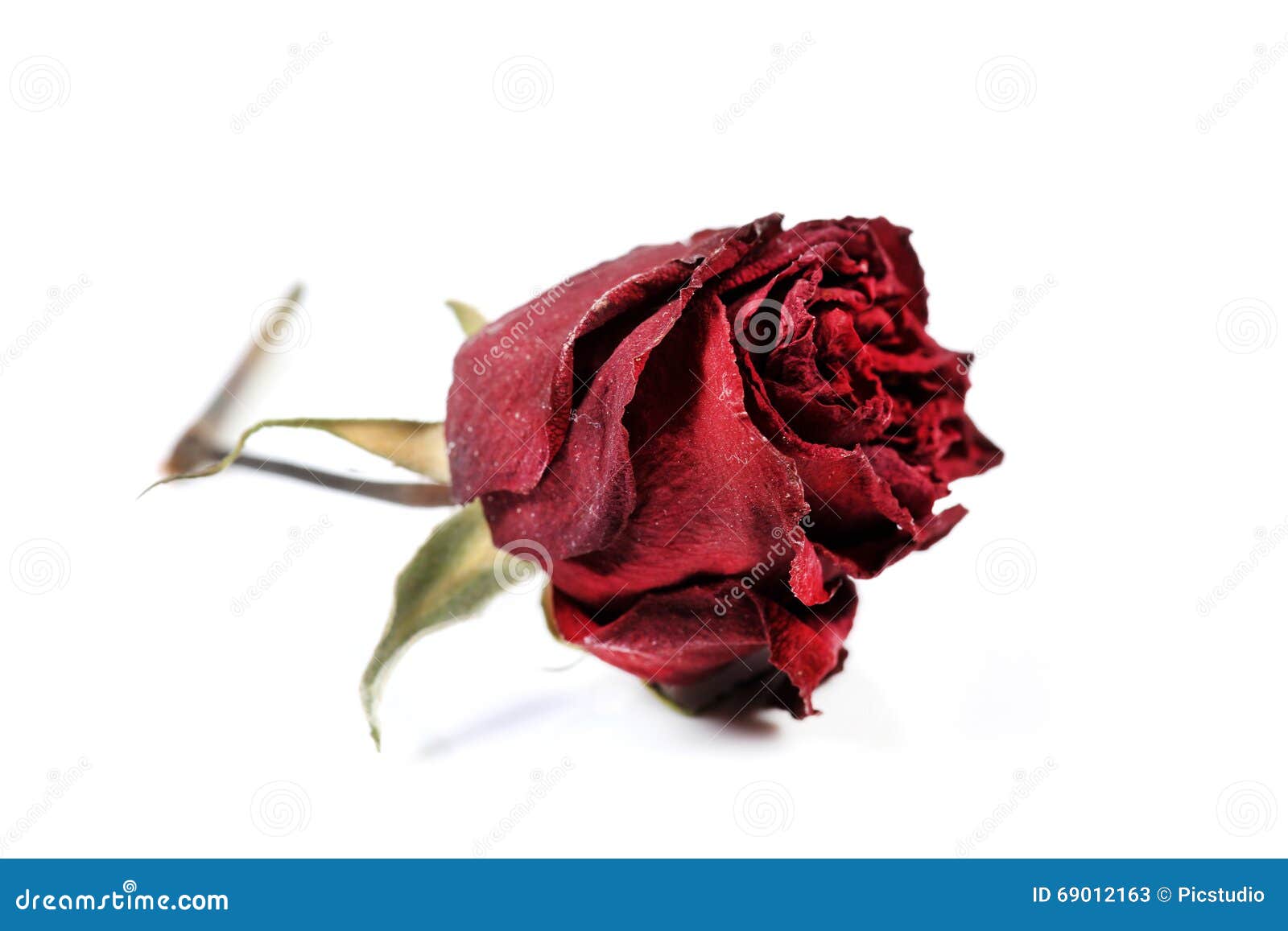 Dry red rose stock image. Image of love, flower, white - 69012163