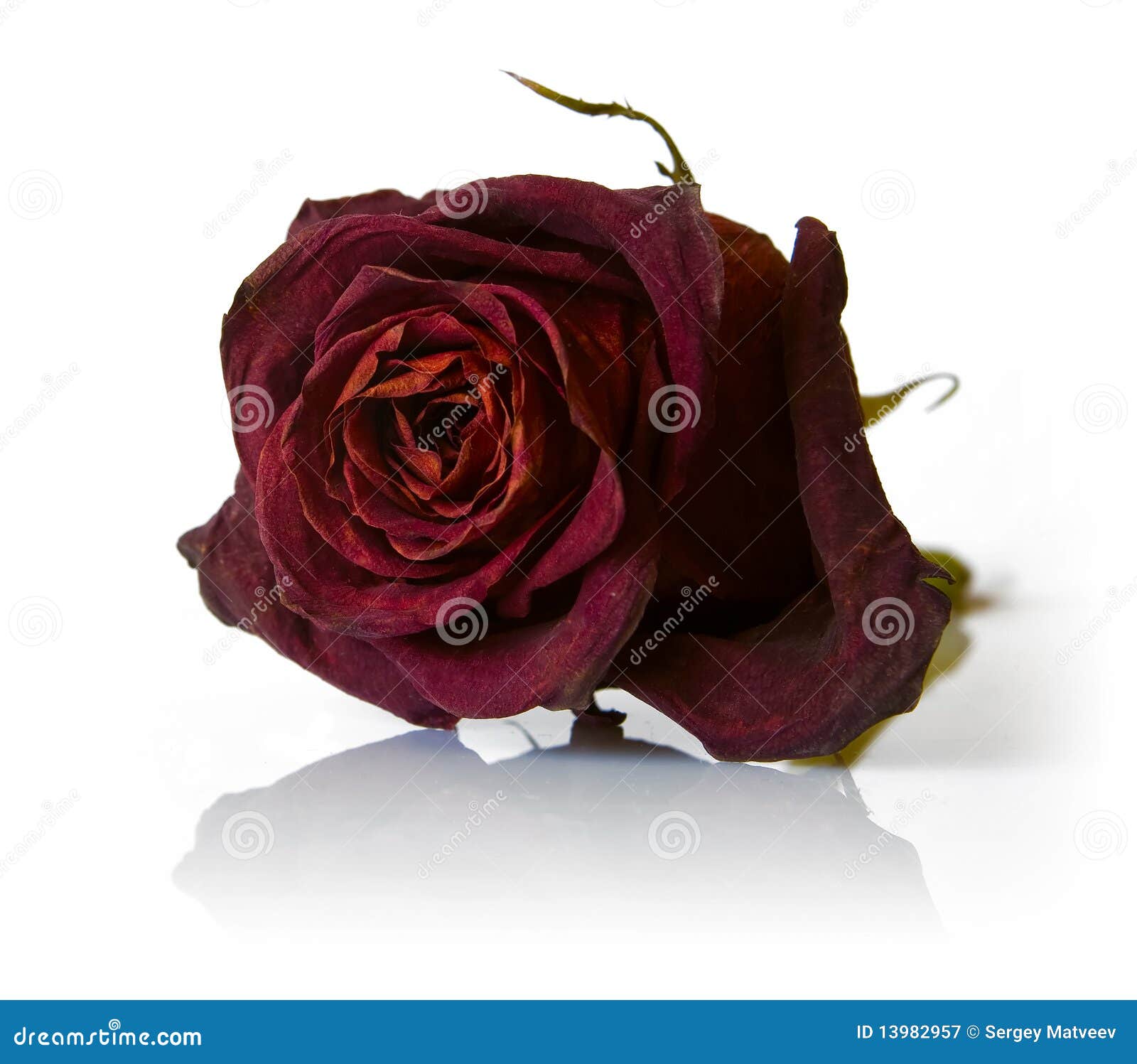 Dry red rose flower stock image. Image of hopelessness - 13982957