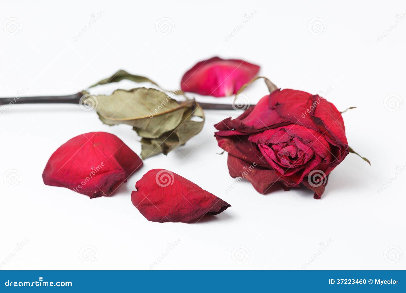 Dry Red Rose isolated stock photo. Image of plant, beautiful - 37223460