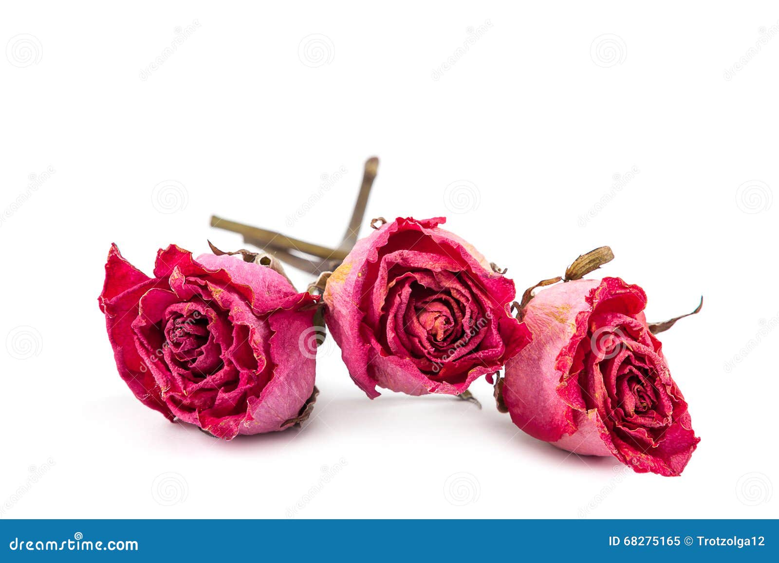 Dry Red Rose on White Background. Stock Image - Image of flower, object ...