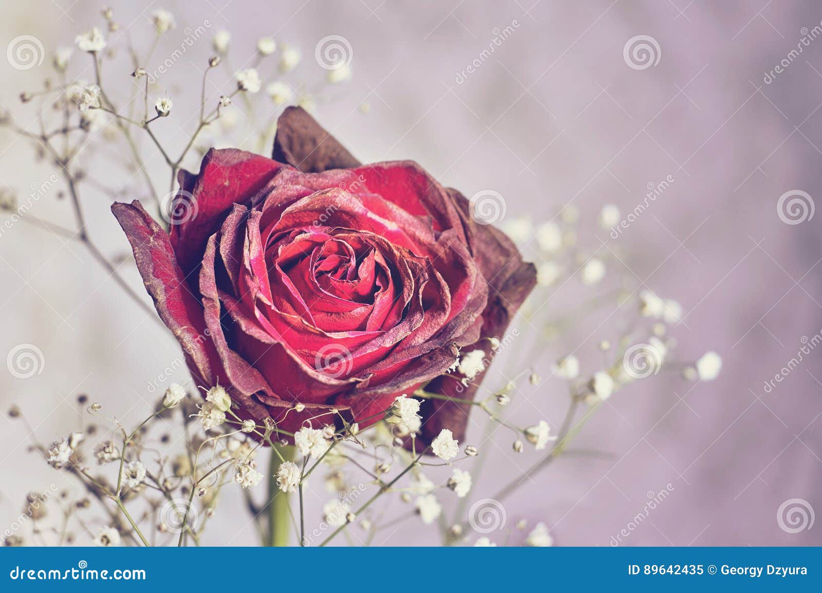 Dry red rose stock image. Image of love, death, flower - 89642435