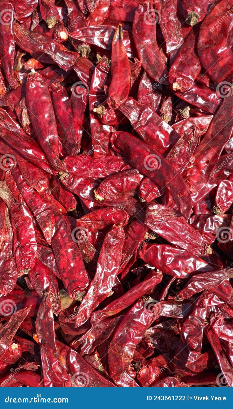 Dry Red Spicy Hot Kashmiri Chillies Stock Photo - Image of flower, dish ...