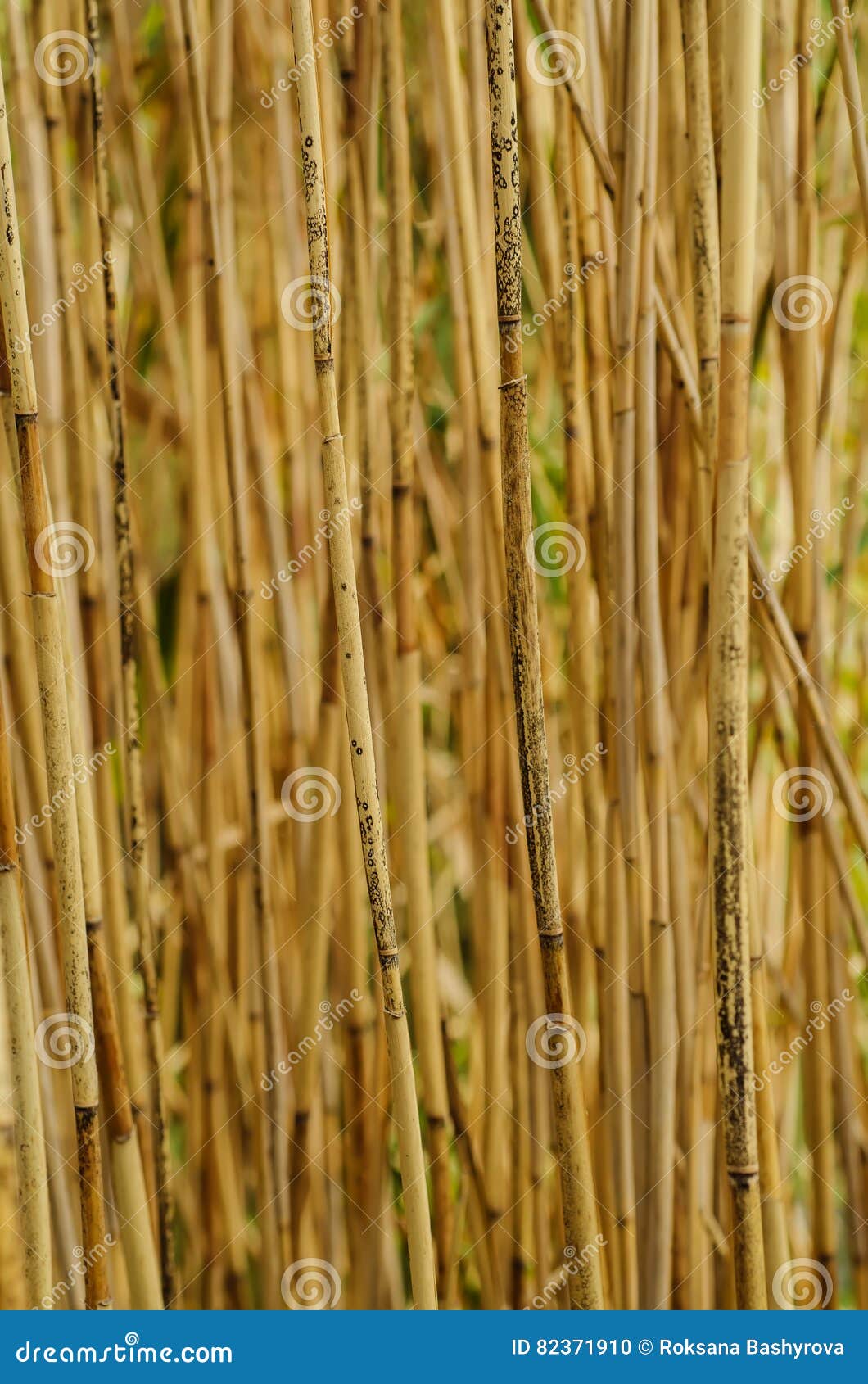 Dry reed background stock photo. Image of stem, background - 82371910