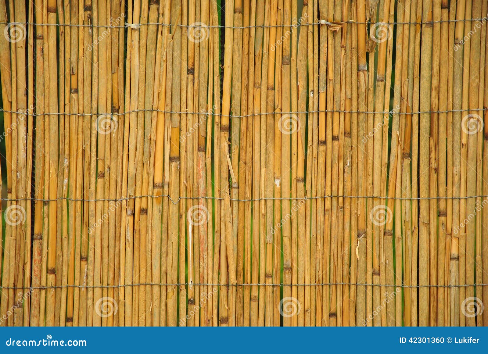 Dry reed stock photo. Image of grow, cane, country, close - 42301360