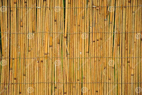 Dry reed stock photo. Image of grow, cane, country, close - 42301360