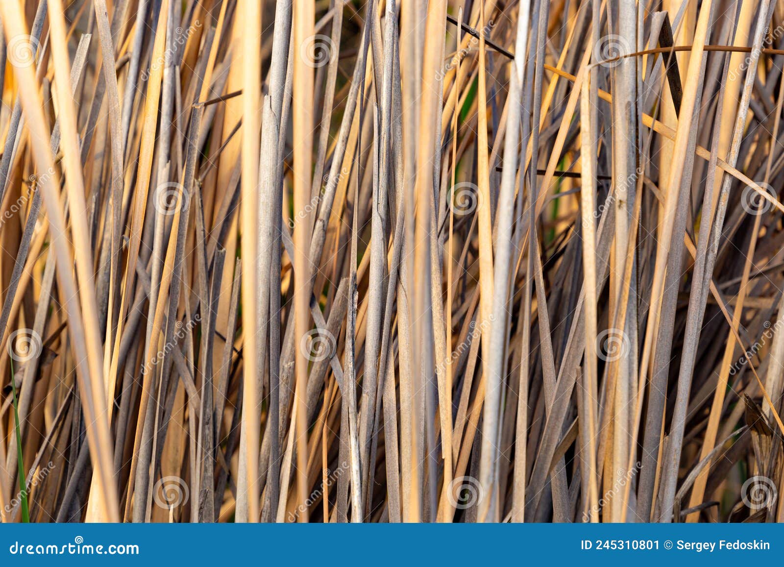 Dry Reed Background, Dry Grass Texture. Selective Focus Stock Image ...
