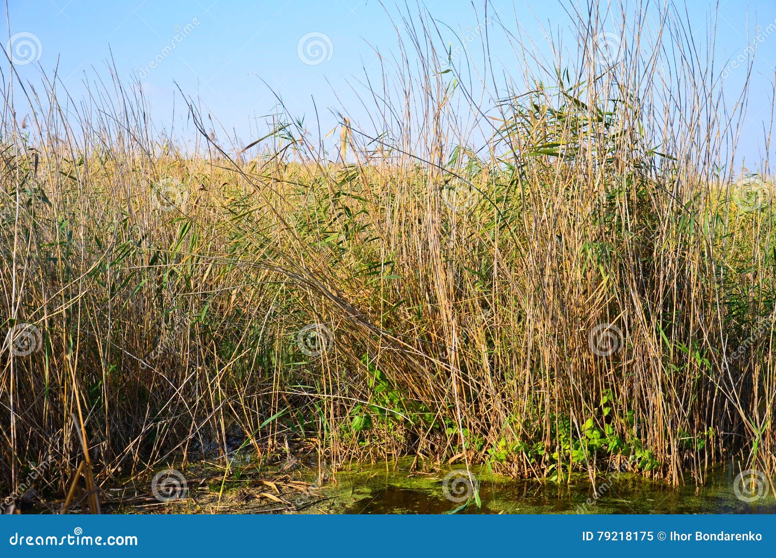Dry Reed on a Bank of the Lake on Autumn Stock Image - Image of lake ...