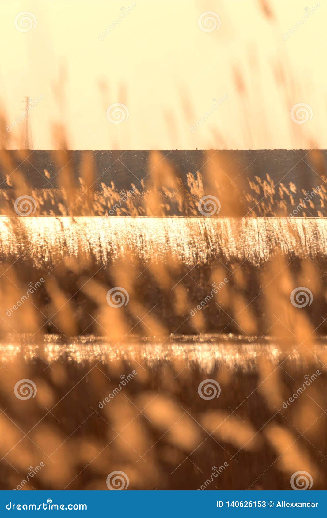 Dry Reed Bending Over the Water. Sunset on the River Stock Image ...