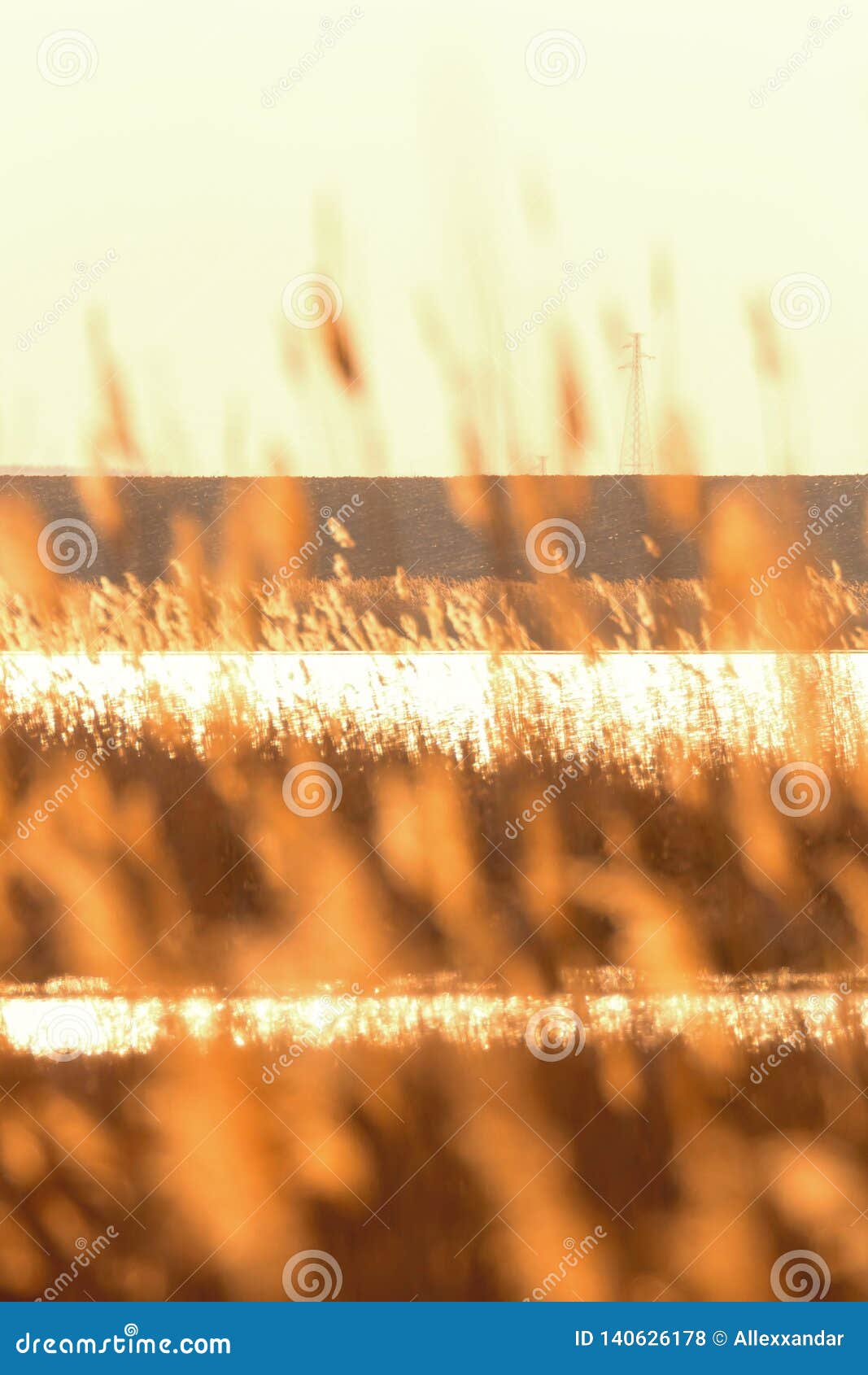 Dry Reed Bending Over the Water. Sunset on the River Stock Photo ...