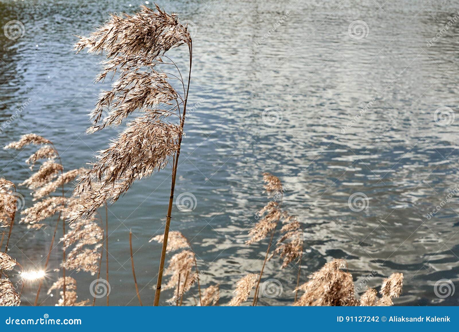 Dry Reed Bending Over the Water Stock Photo - Image of fall, autumn ...