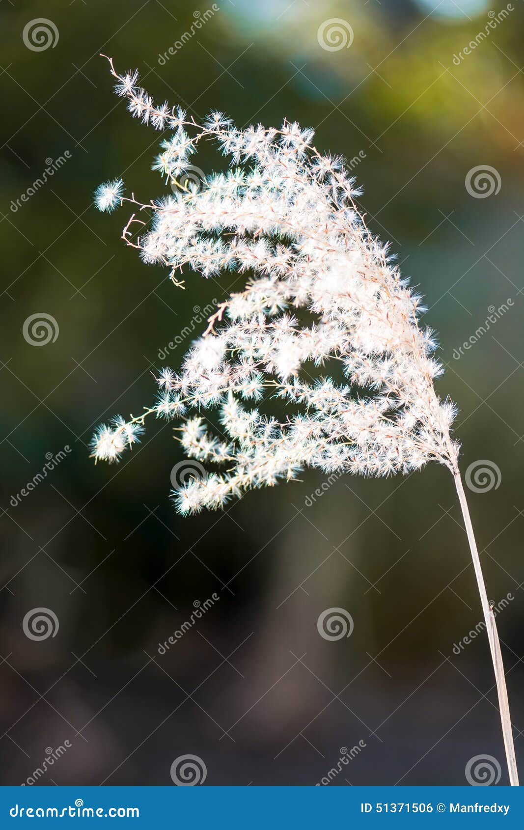 Dry Reed stock photo. Image of reed, grass, shallow, plant - 51371506