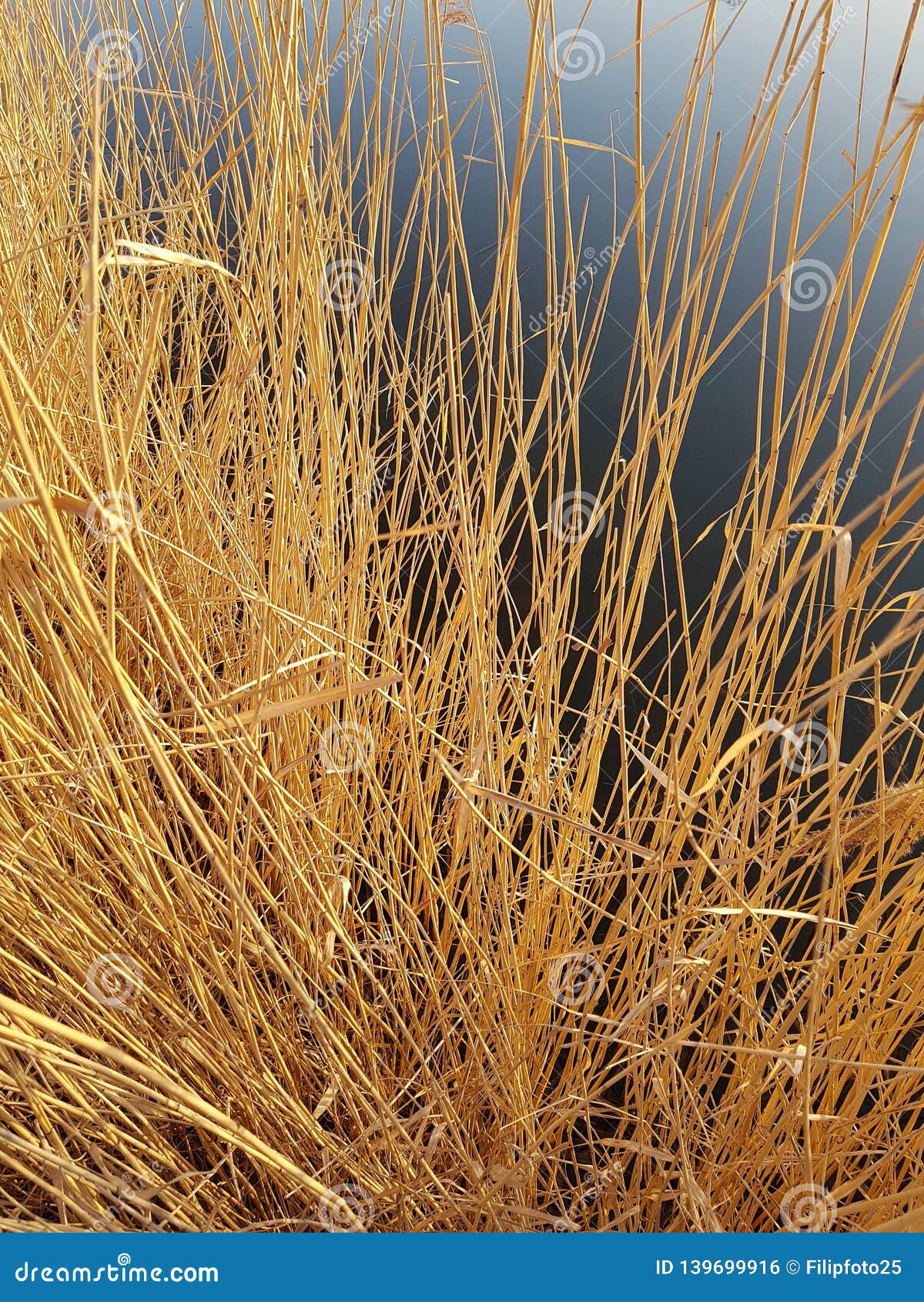 Dry reed stock photo. Image of colorful, evening, light - 139699916