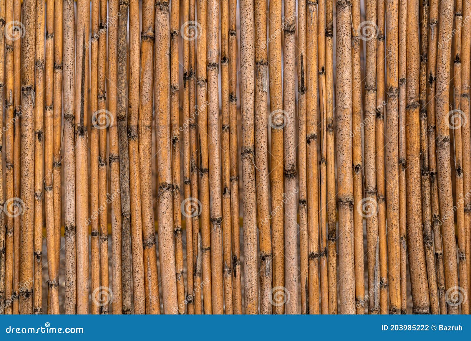 Dry reed fence background stock photo. Image of vintage - 203985222