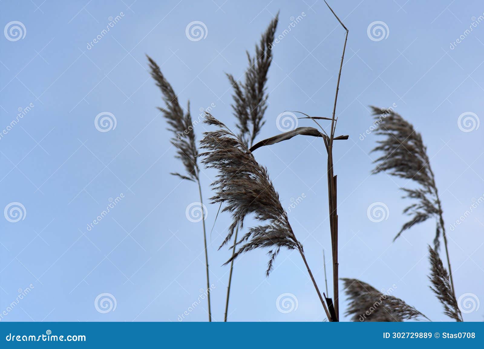 Dry Reed Grass Against Blue Sky in the Evening Stock Image - Image of ...