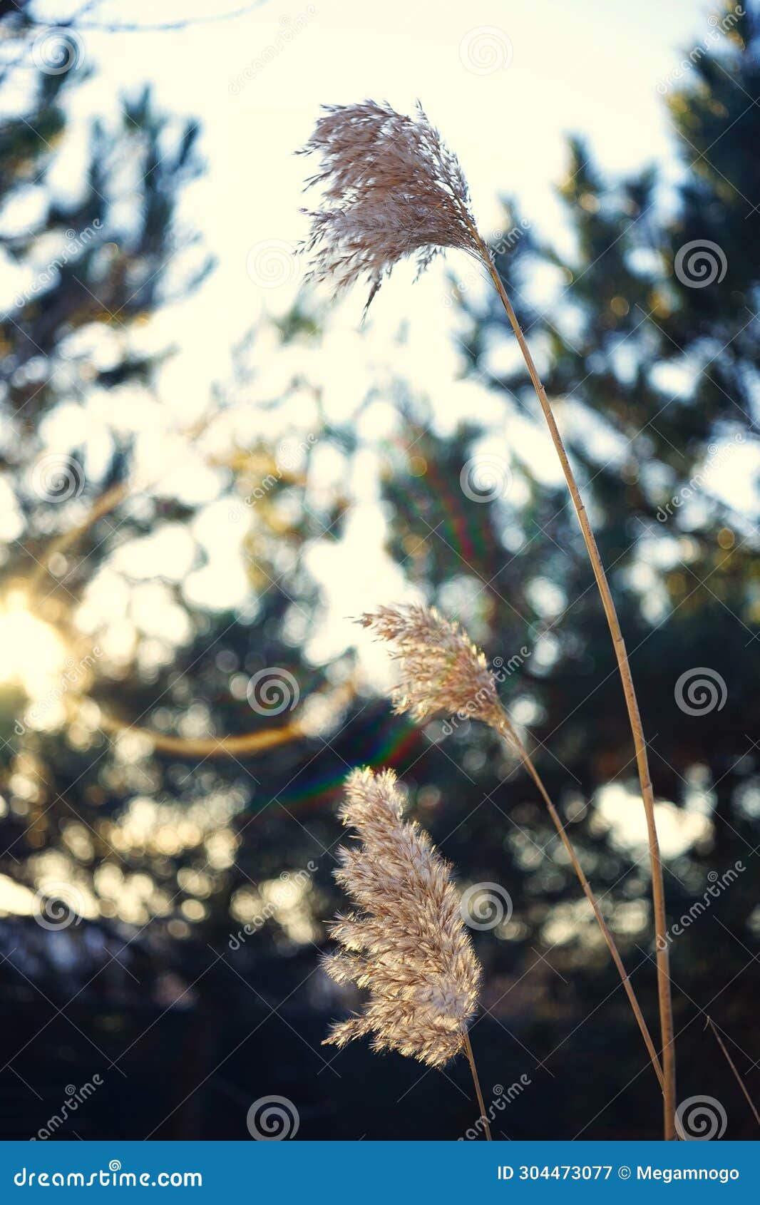 Dry Reed Grass in Forest with Amazing Sunlight Stock Image - Image of ...