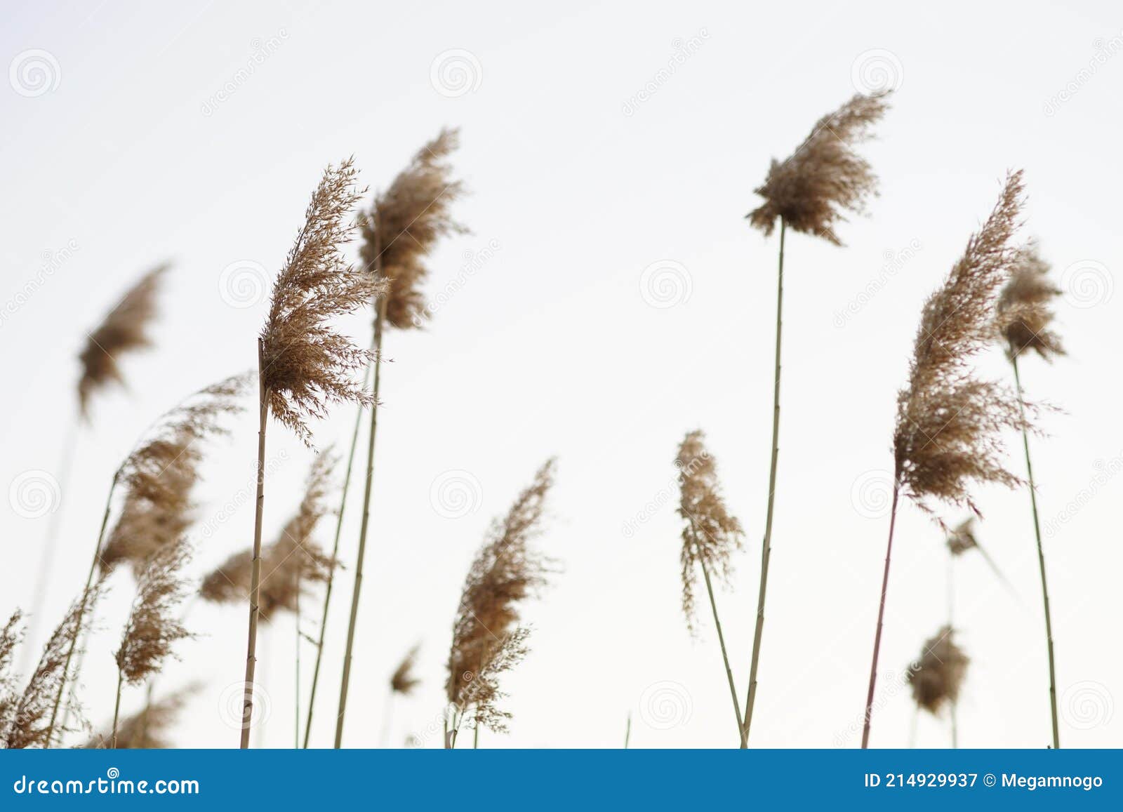 Dry Reed Grass Growing Against the White Sky Stock Image - Image of ...