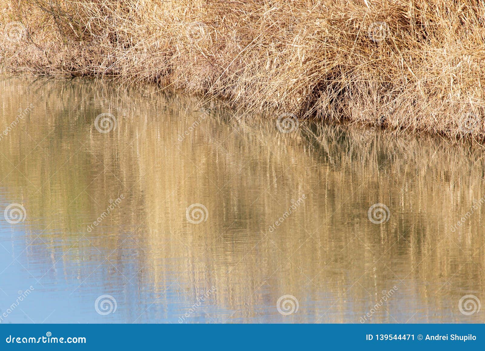 Dry Reed Grows on the River Bank Stock Image - Image of riverbank ...