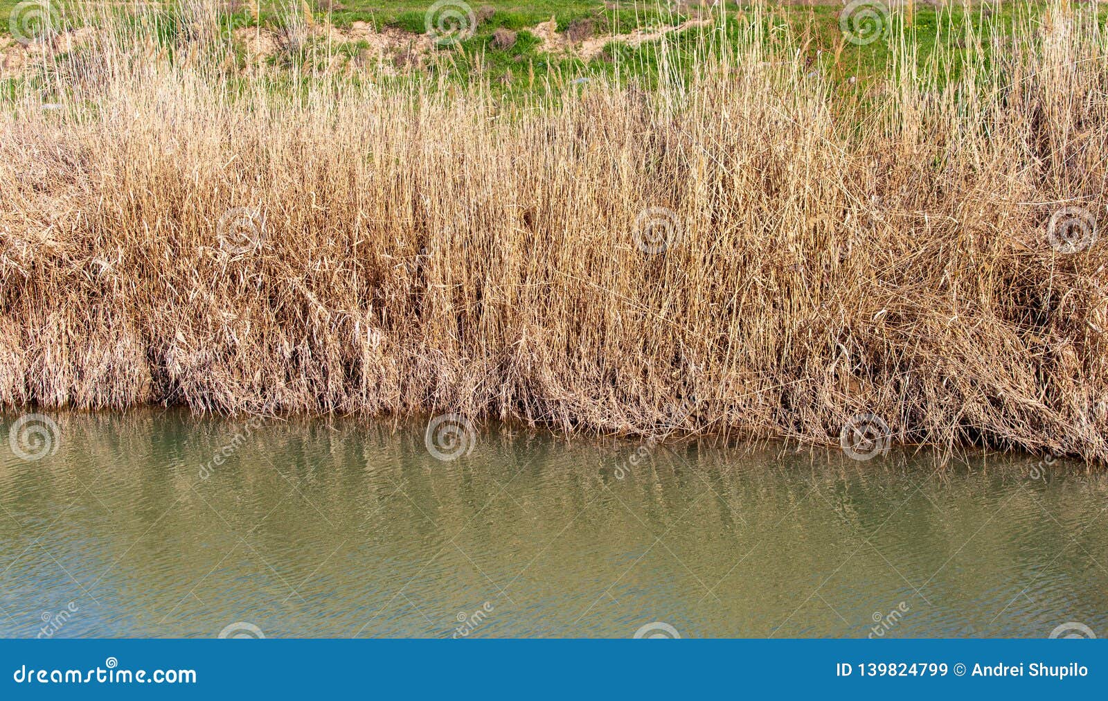 Dry Reed Grows on the River Bank Stock Image - Image of straw, floral ...