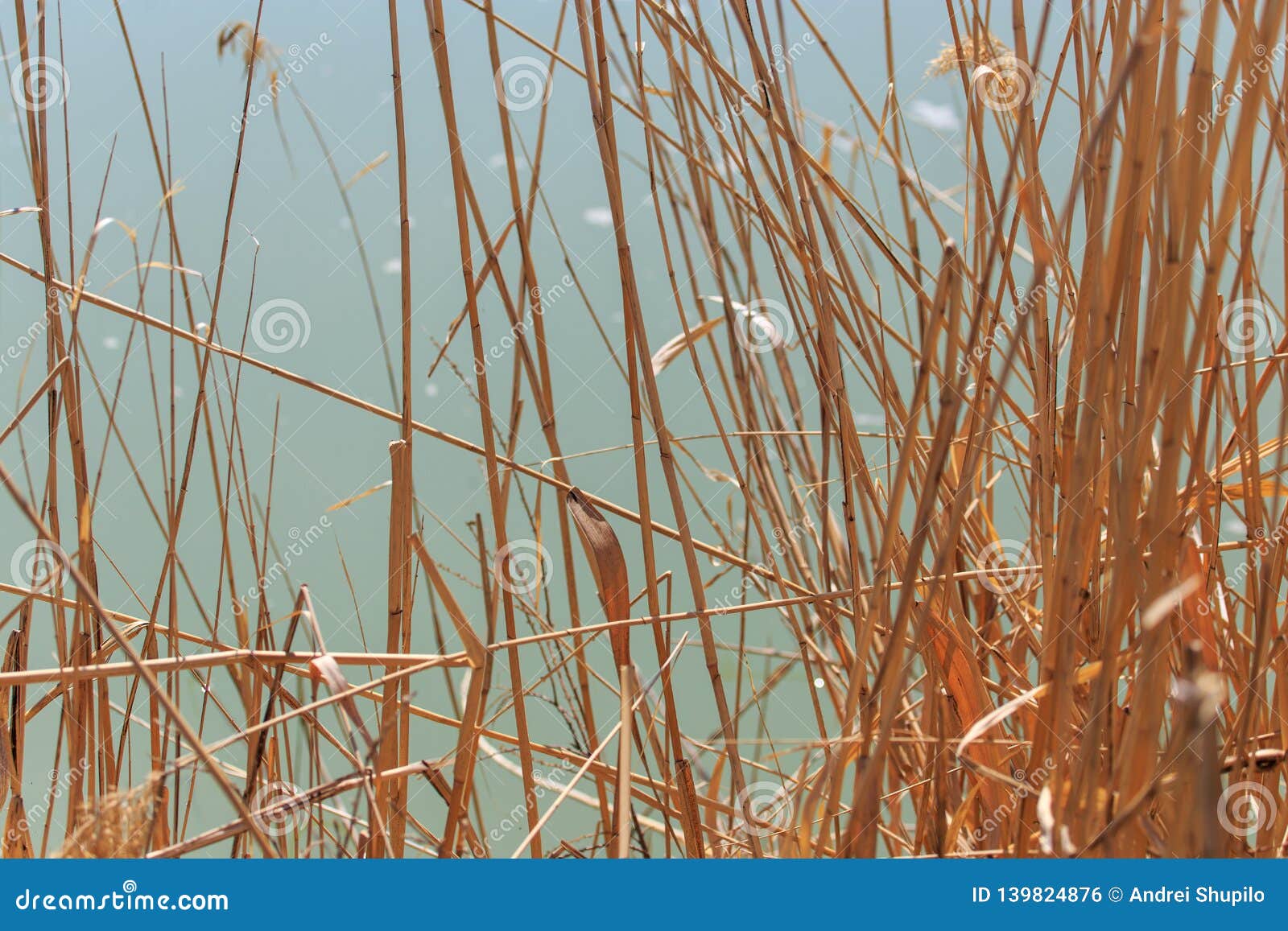 Dry Reed Grows on the River Bank Stock Photo - Image of riverbank ...