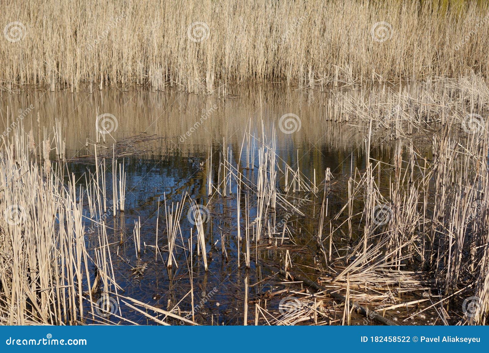 Dry reed and in lake water stock photo. Image of park - 182458522