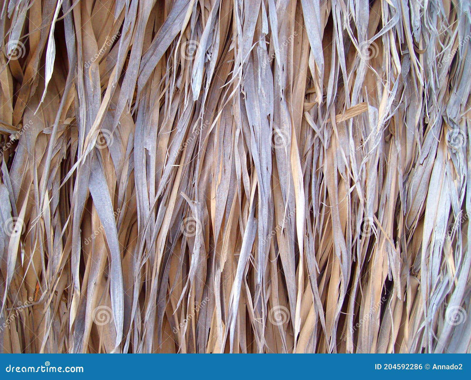 Dry Reed Leaves, Texture for Background Close Up Stock Photo - Image of ...