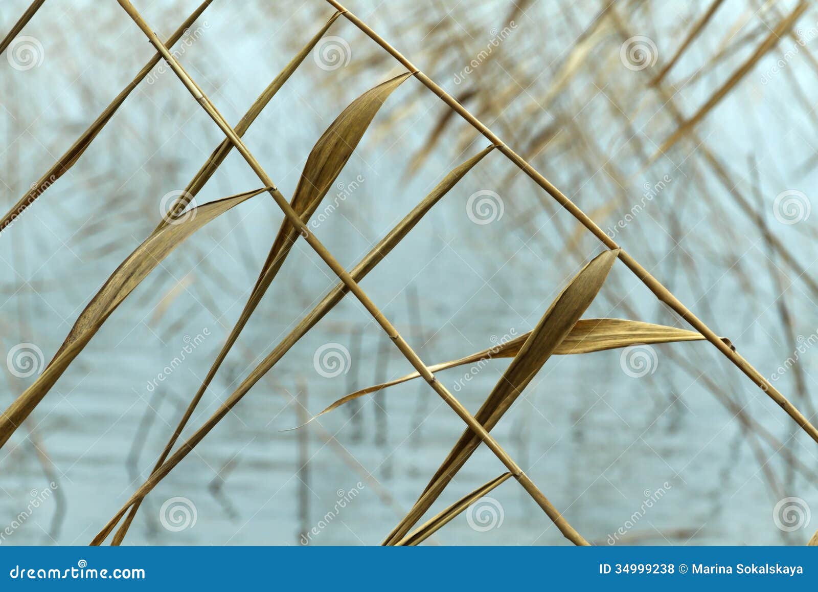 4,236 Dry Reed Pattern Stock Photos - Free & Royalty-Free Stock Photos ...