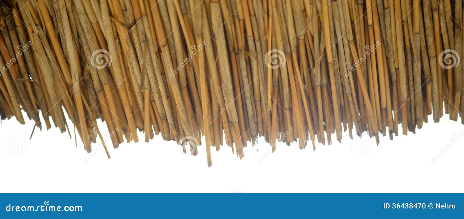 Dry reed stock photo. Image of fall, life, marshland - 36438470