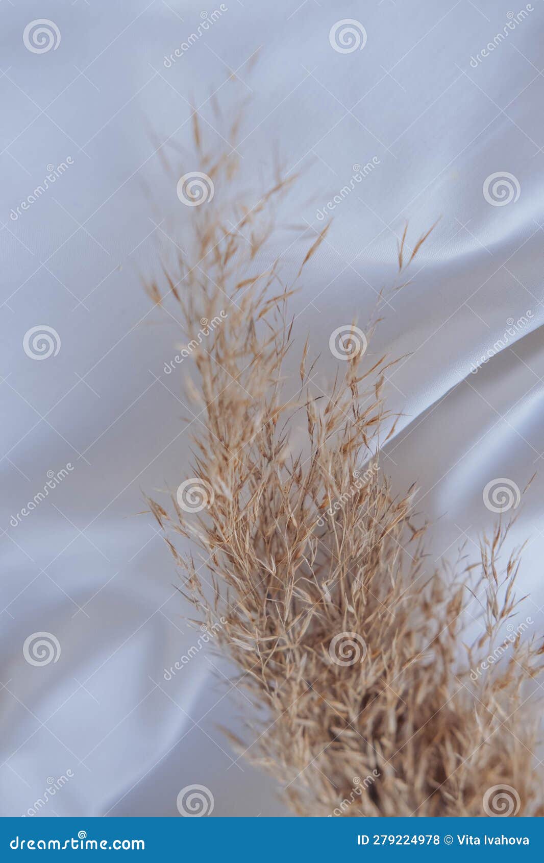 Dry Reed Plant on White Fabric Background. Stock Photo - Image of ...
