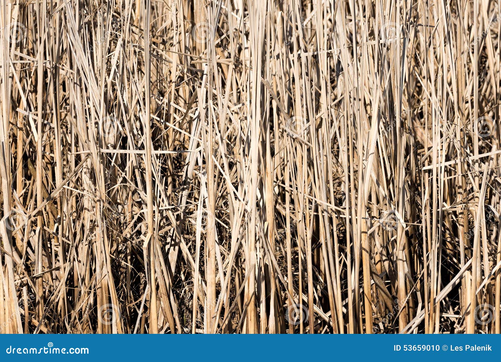 Dry reed plants stock photo. Image of bulrush, stalks - 53659010