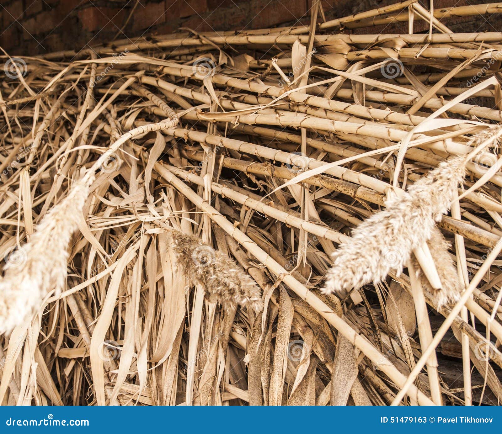 Dry reed stock image. Image of sunlight, glare, park - 51479163