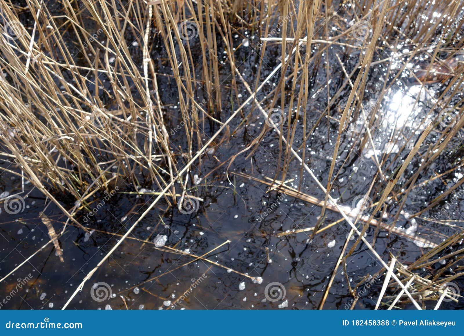Dry Reed Reflection in Lake Water Stock Photo - Image of background ...