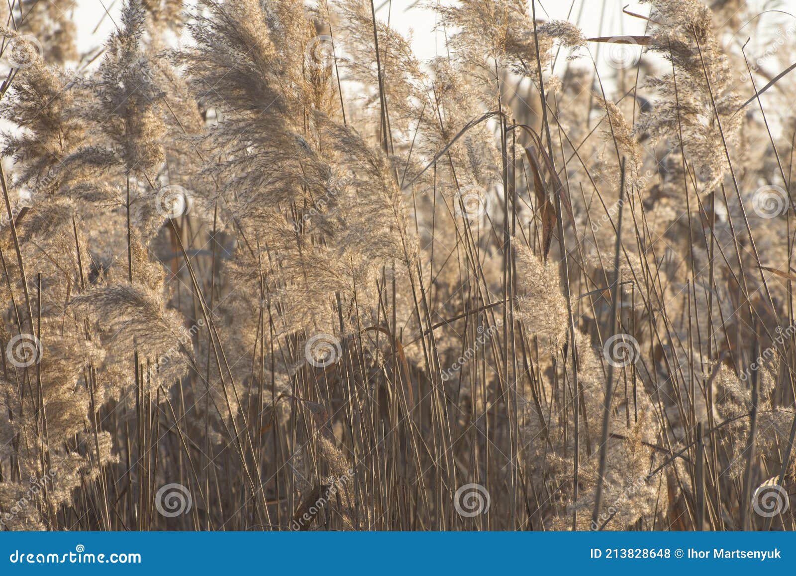 Dry Reed on the River, Reed Inflorescences, Reed Seeds. Abstract ...