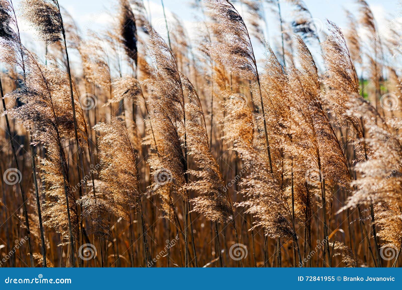 Dry reed stock image. Image of summer, sunset, bulrush - 72841955