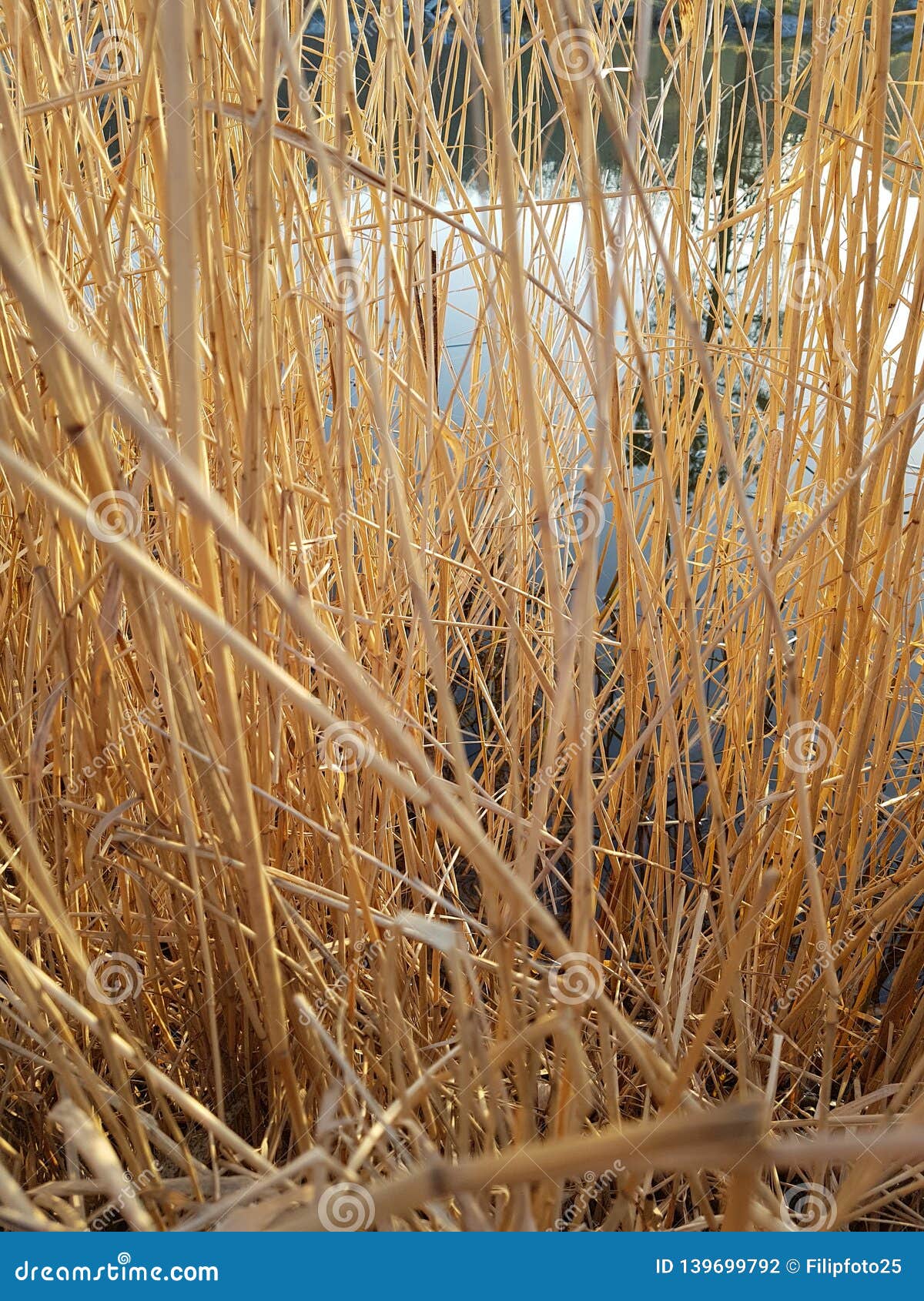 Dry reed stock photo. Image of light, decline, orange - 139699792