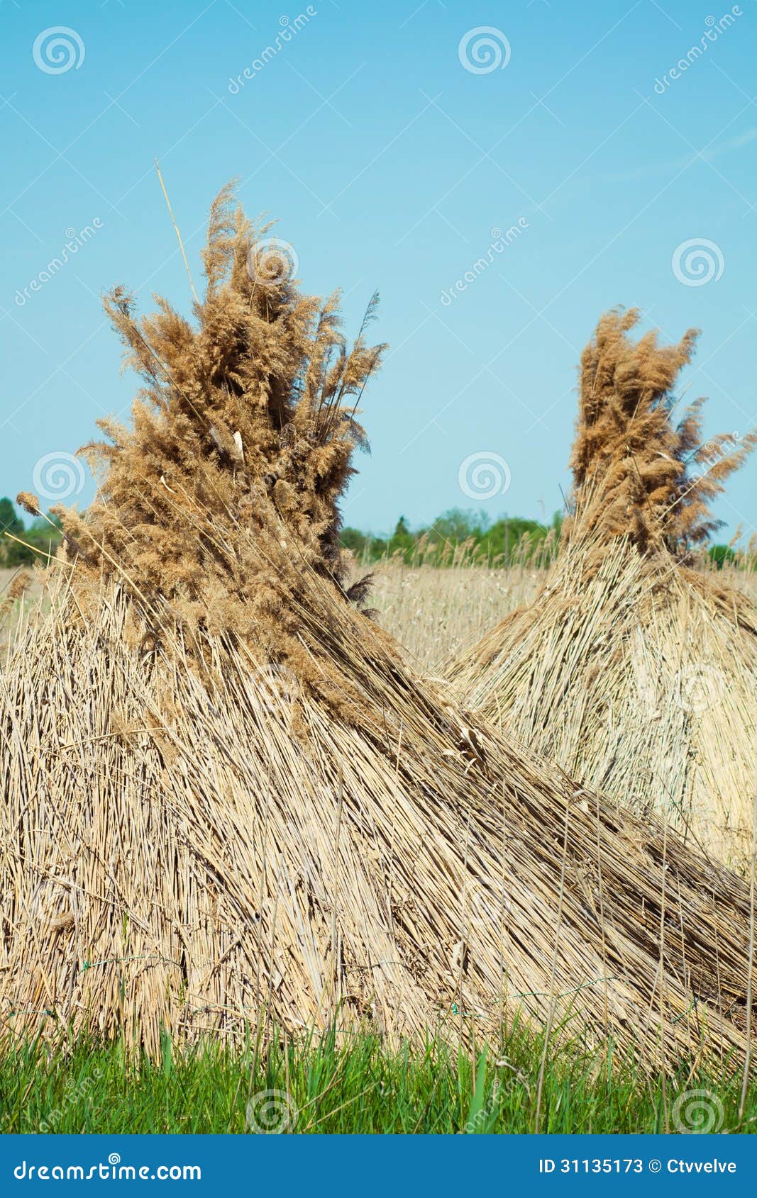 Dry reed stock image. Image of reed, bunch, field, beige - 31135173